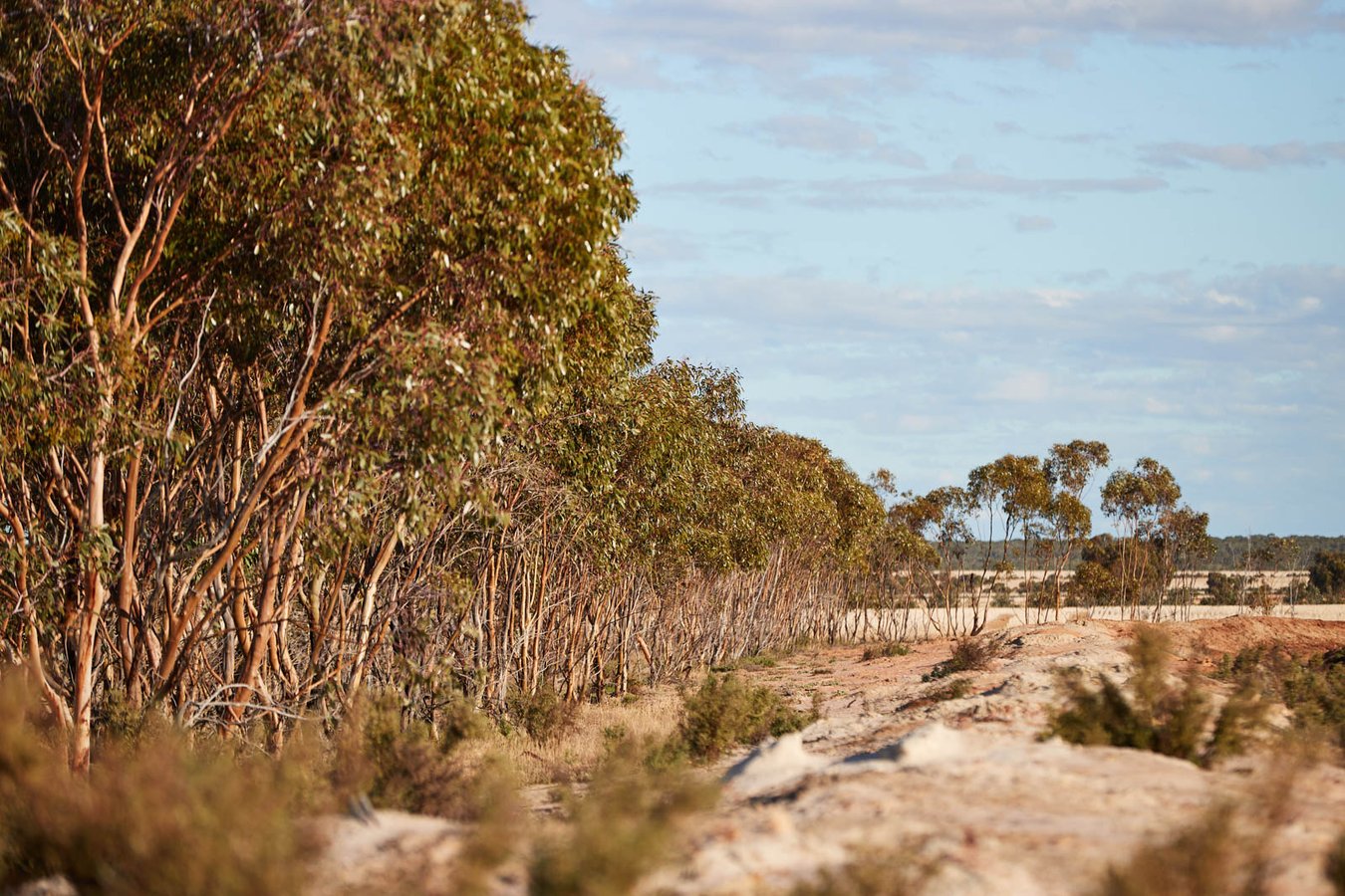 Down Under Update - Newsletter December 2022