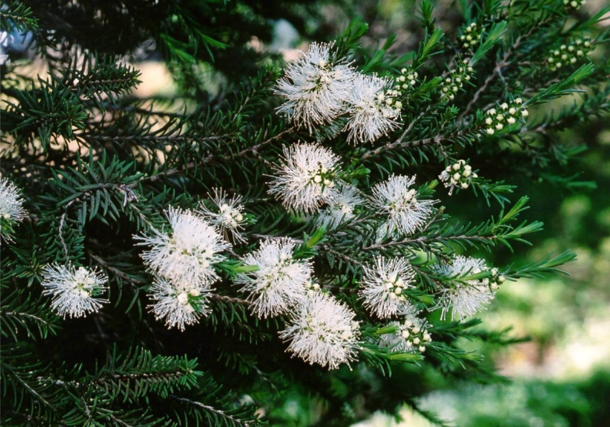 Tea Tree - a Shared Common Name