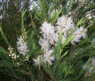 Fun Facts About Tea Tree: A Brief History