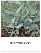 Australian Eucalyptus Oil Introduction with Video