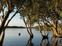 Fun Facts About Tea Tree: A Brief History