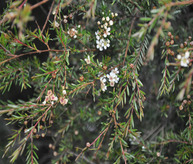 Lemon Scented Tea Tree - Expression of Interest