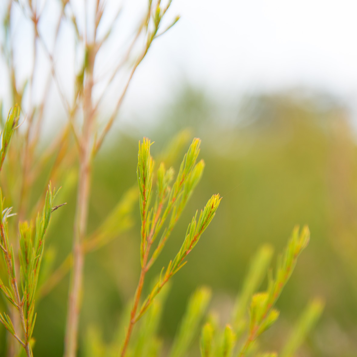 Applications of Tea Tree Oil