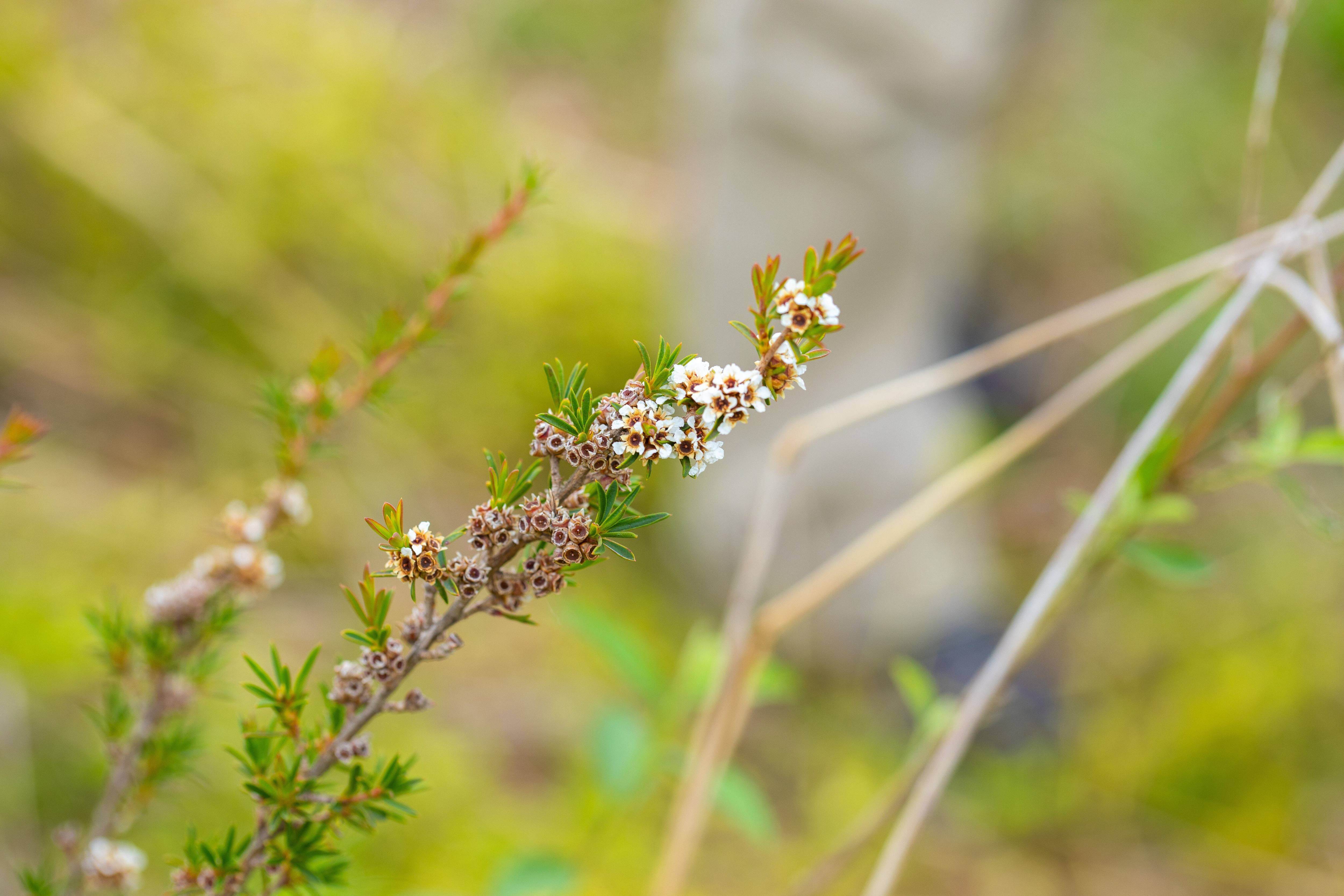 The Power Couple of Tea Tree & Lemon Scented Tea Tree