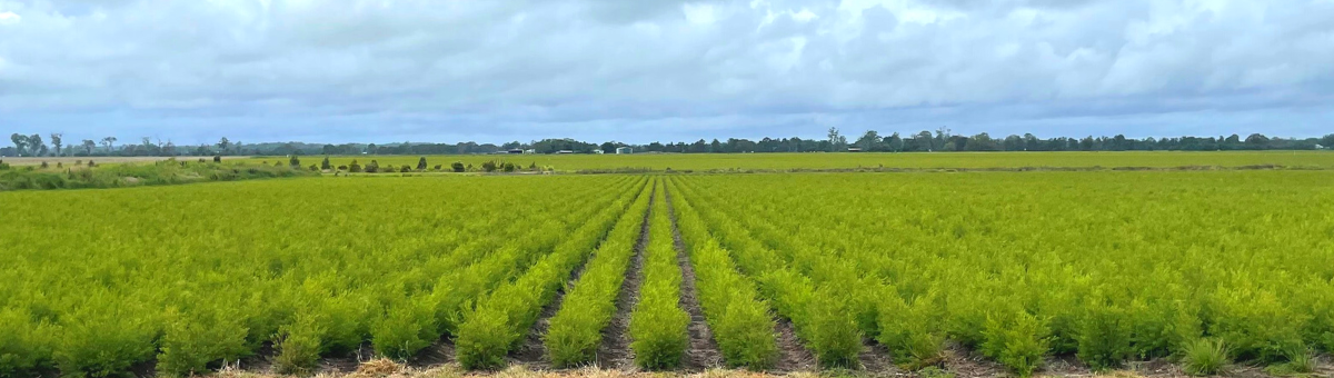 Fun Facts About Tea Tree: A Brief History